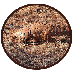 Pangolin Facts For Kids